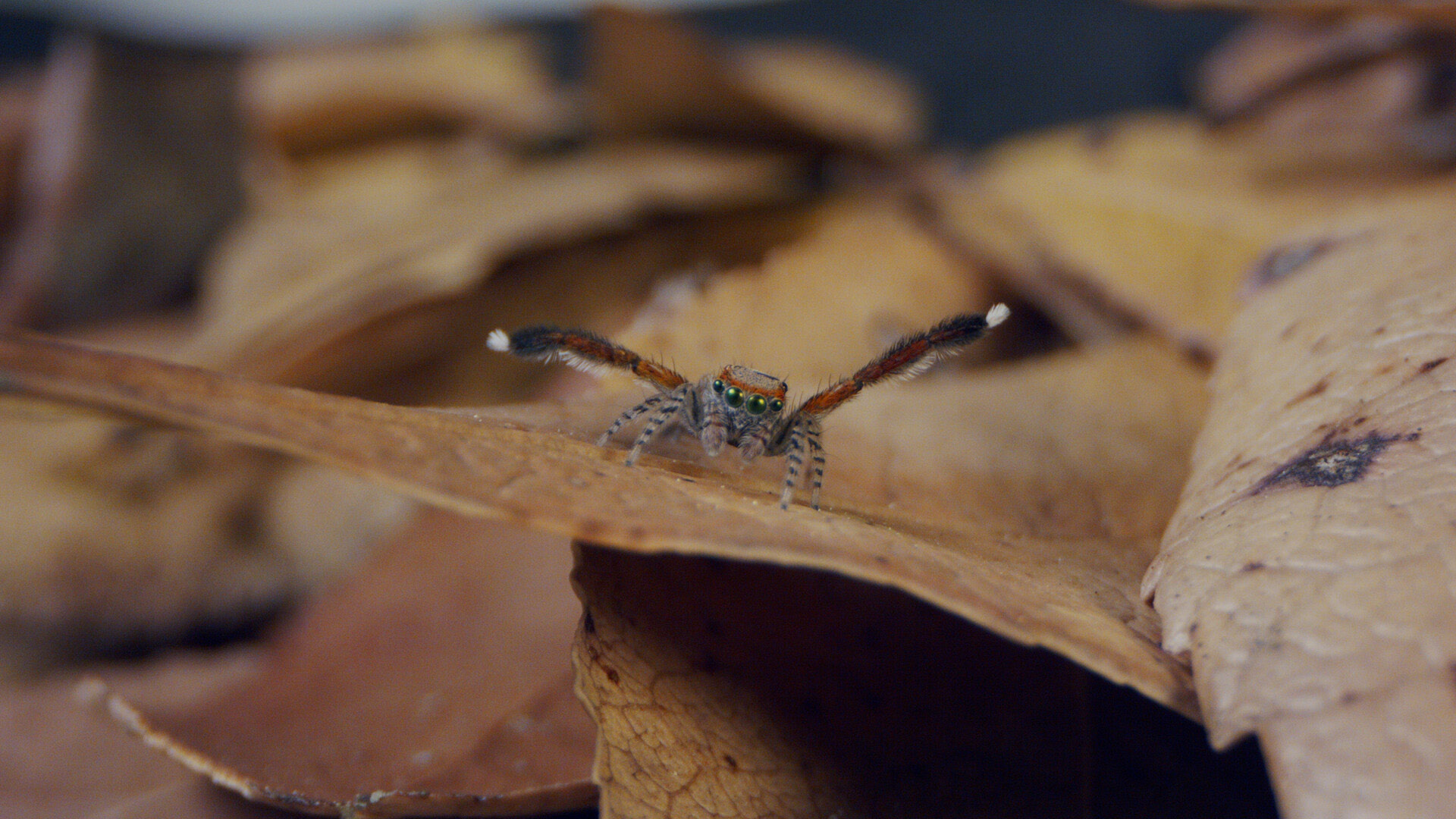 Beasts in Miniature Iberia - Planet Lens